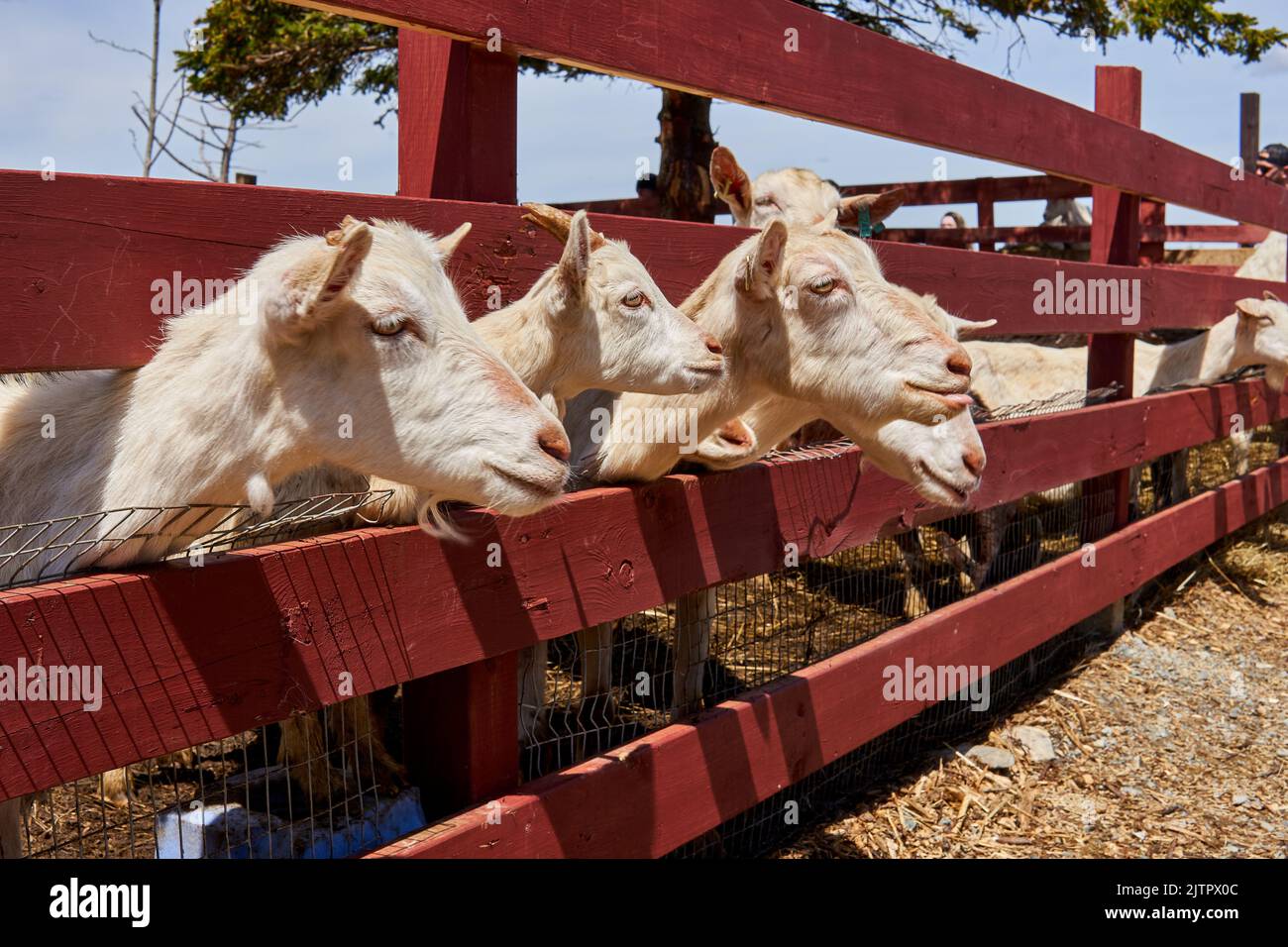 The Finnish landrace goats sneaking their heads out from the red wooden ...