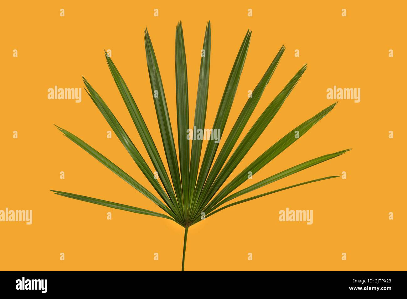 The close-up view of green saw palmetto leaves before the orange ...