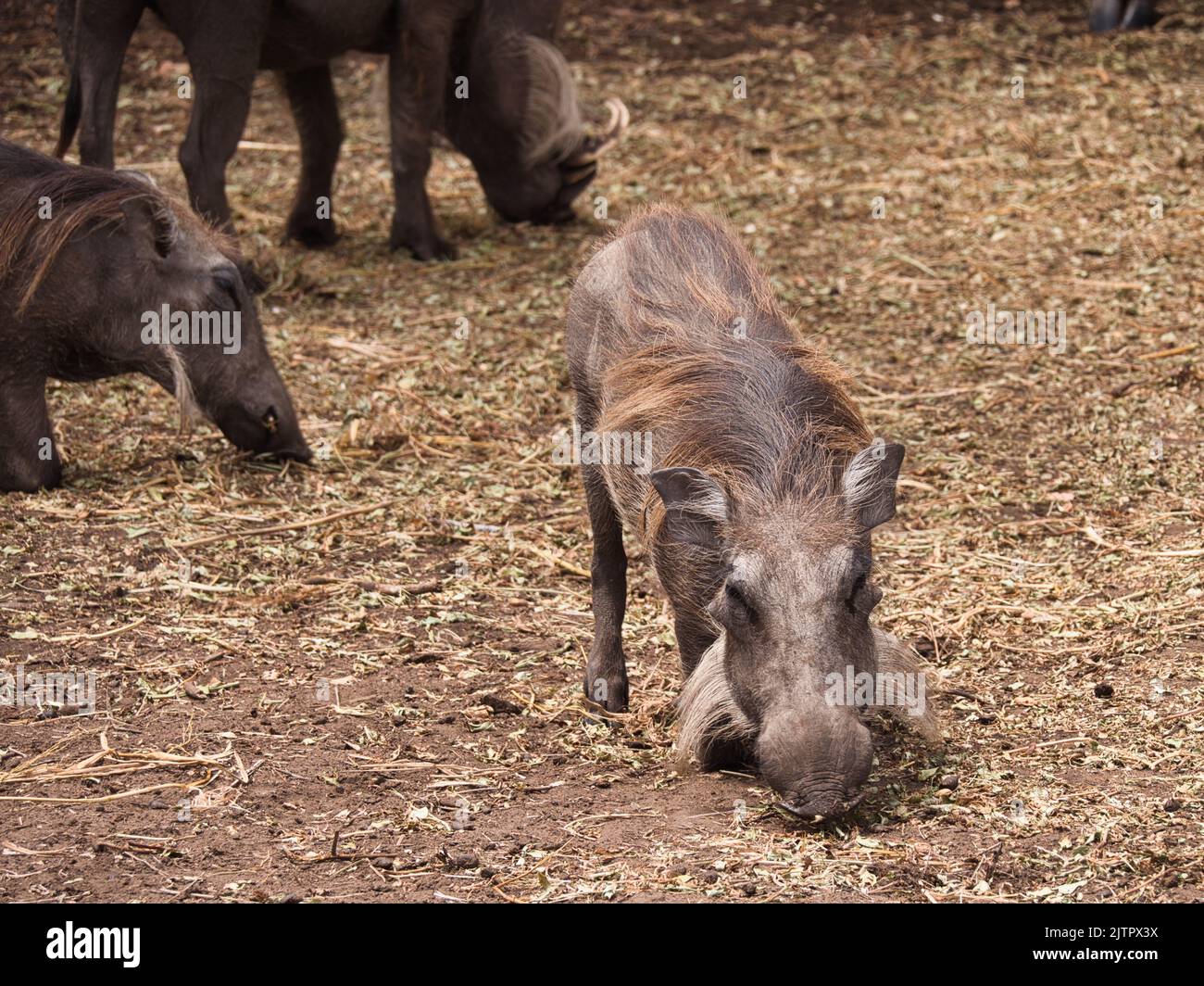 Common warthog, phacochoerus africanus, eating in the ground Stock ...