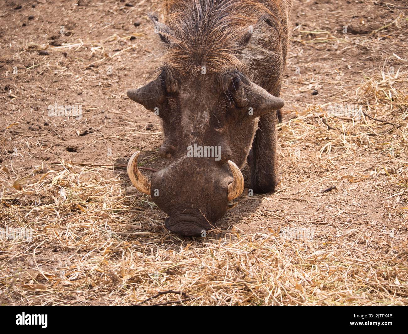 Common warthog, phacochoerus africanus, eating in the ground Stock ...