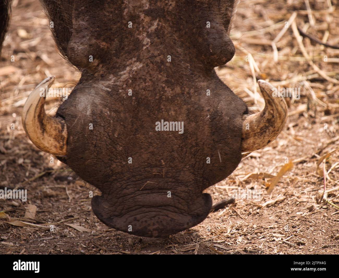 Common warthog, phacochoerus africanus, eating in the ground Stock ...