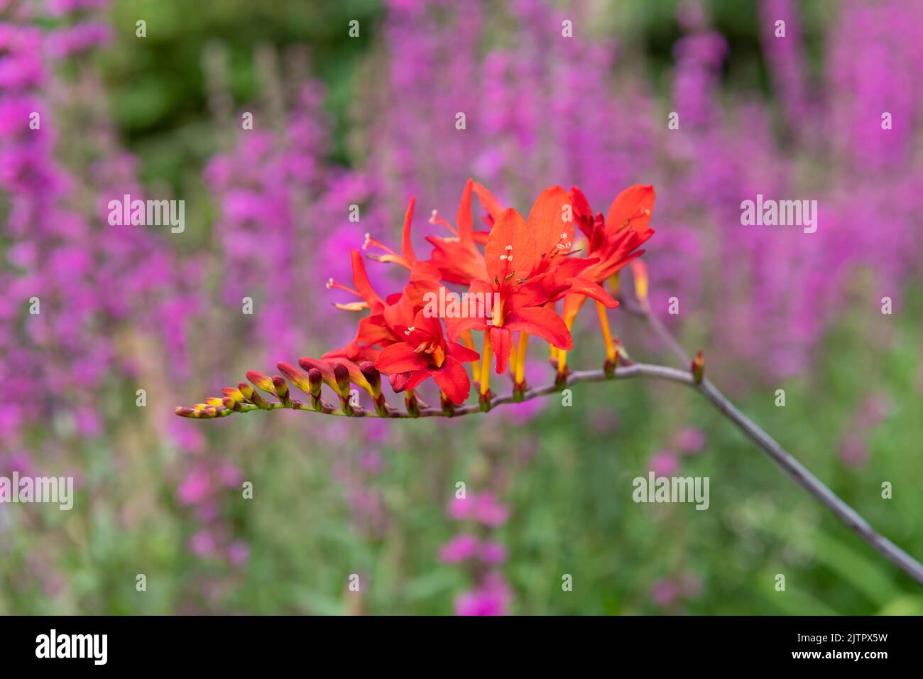 Close up of a crocosmia paniculata flower in bloom Stock Photo - Alamy