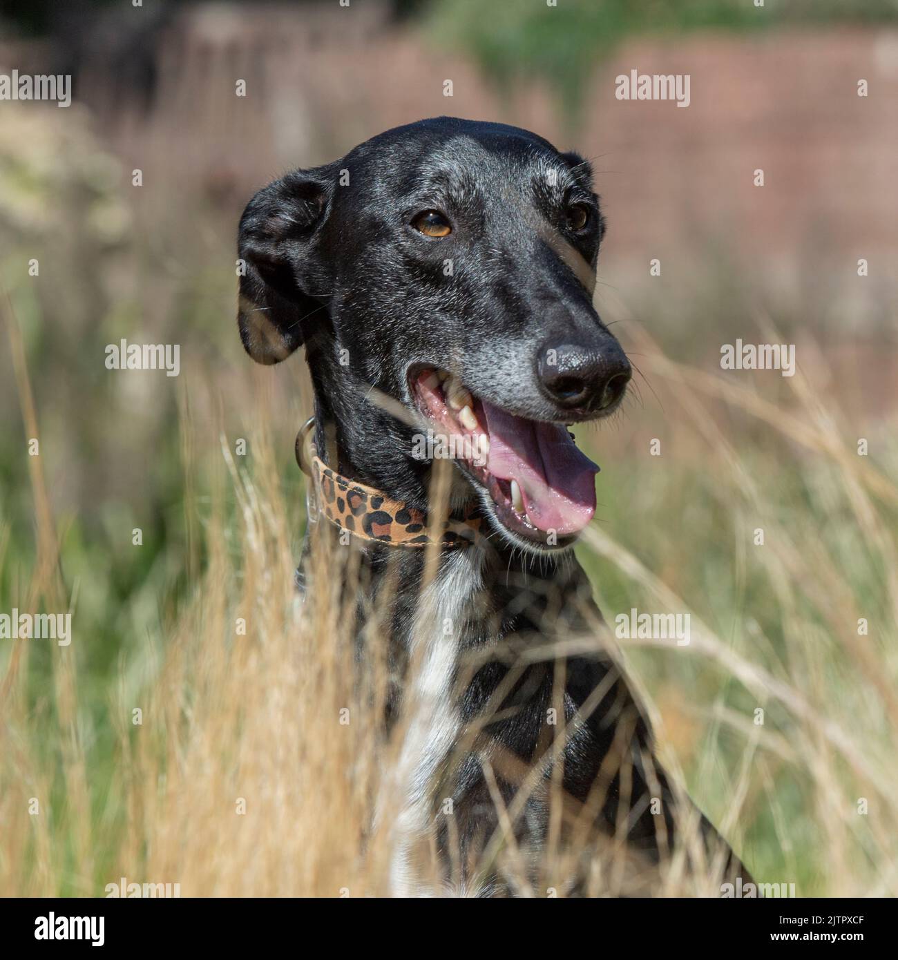 spanish greyhound in long grass Stock Photo - Alamy
