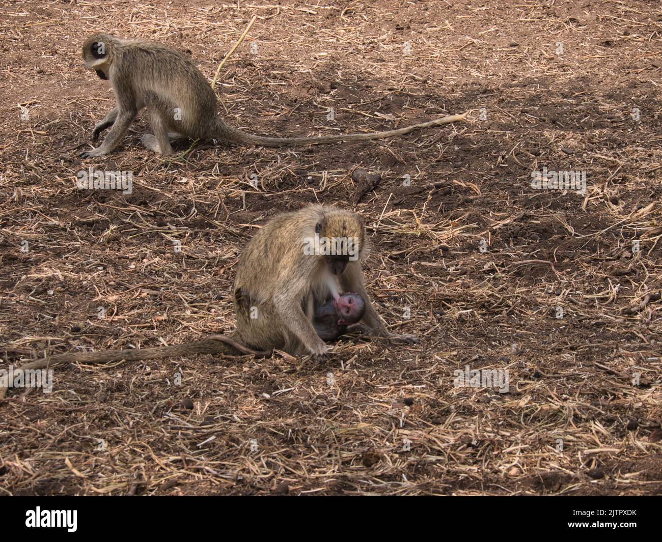 photos of a family of common patas monkeys. A mother with her baby, and ...