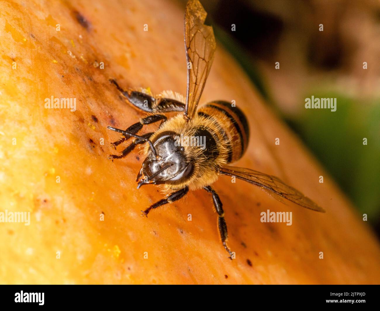 Macro photograph of bee eating mango Stock Photo - Alamy