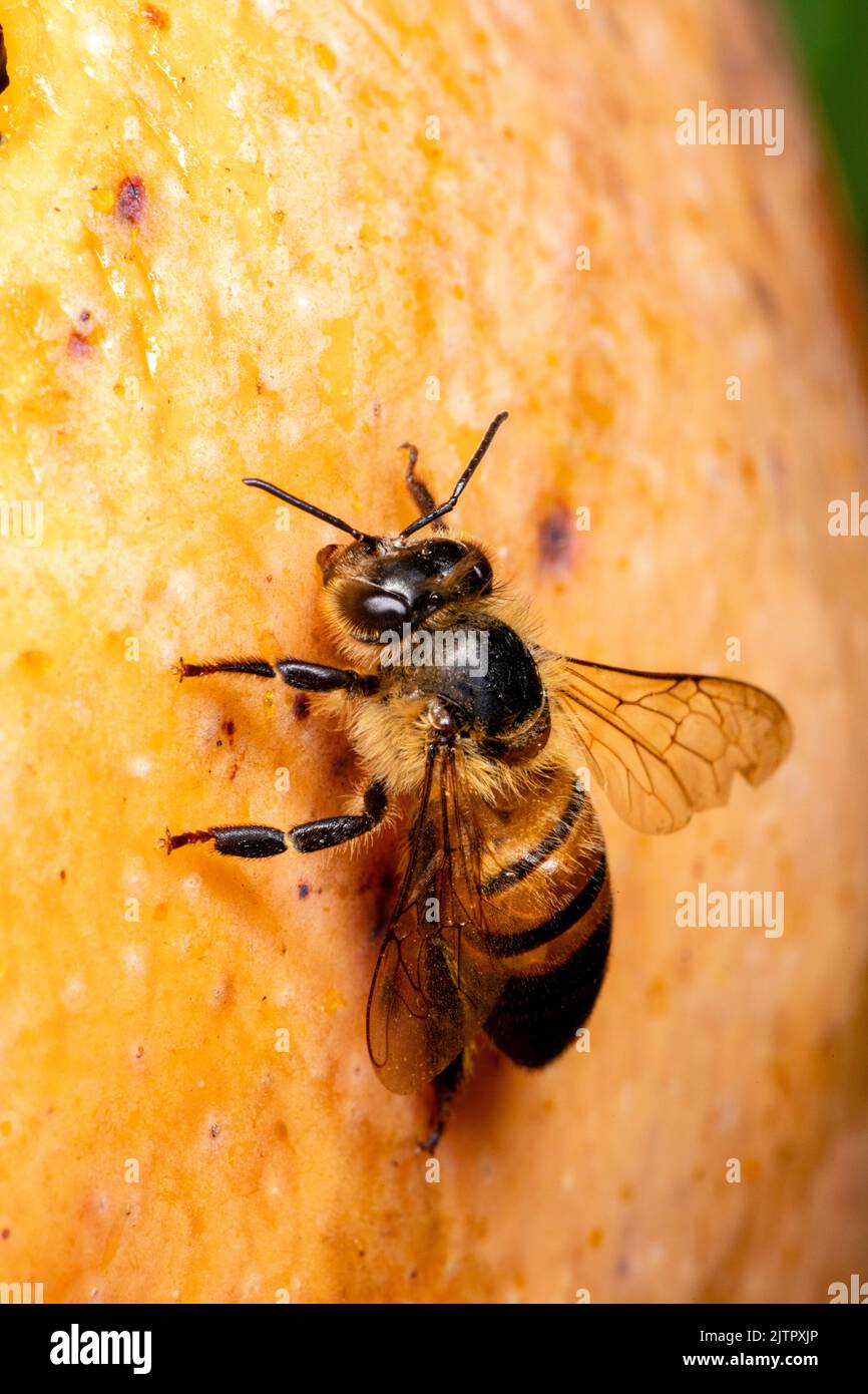 Macro photograph of bee eating mango Stock Photo - Alamy