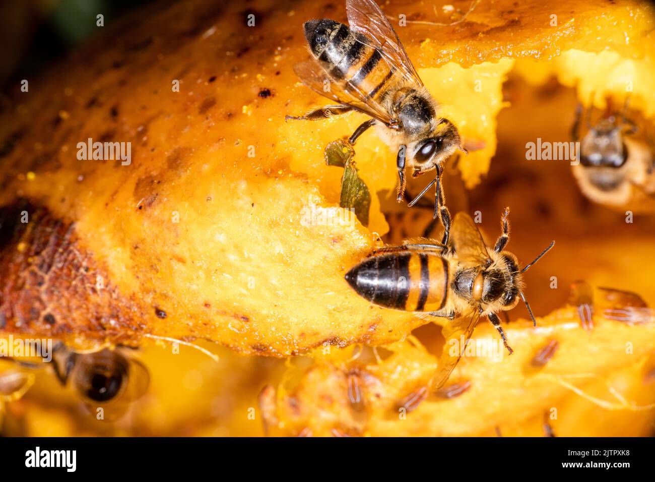 Macro photograph of bee eating mango Stock Photo - Alamy