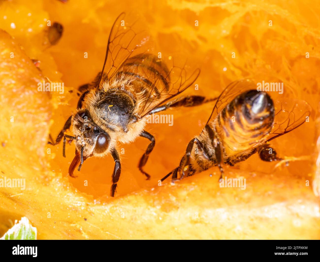 Macro photograph of bee eating mango Stock Photo - Alamy