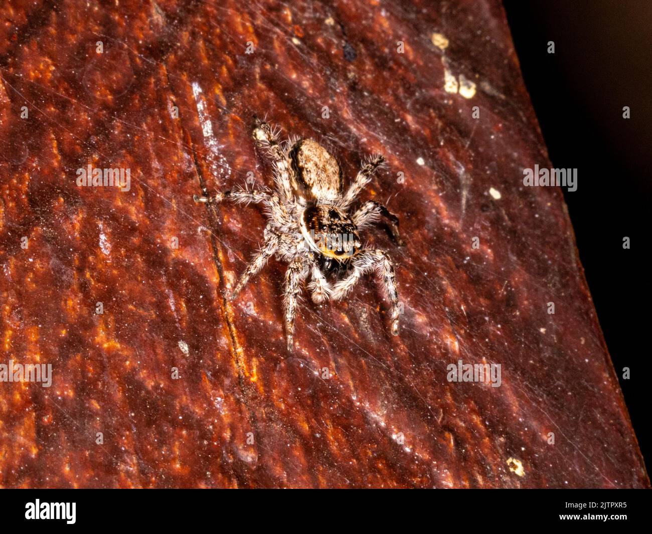 Macro photography of Jumping spiders (Salticidae Stock Photo - Alamy