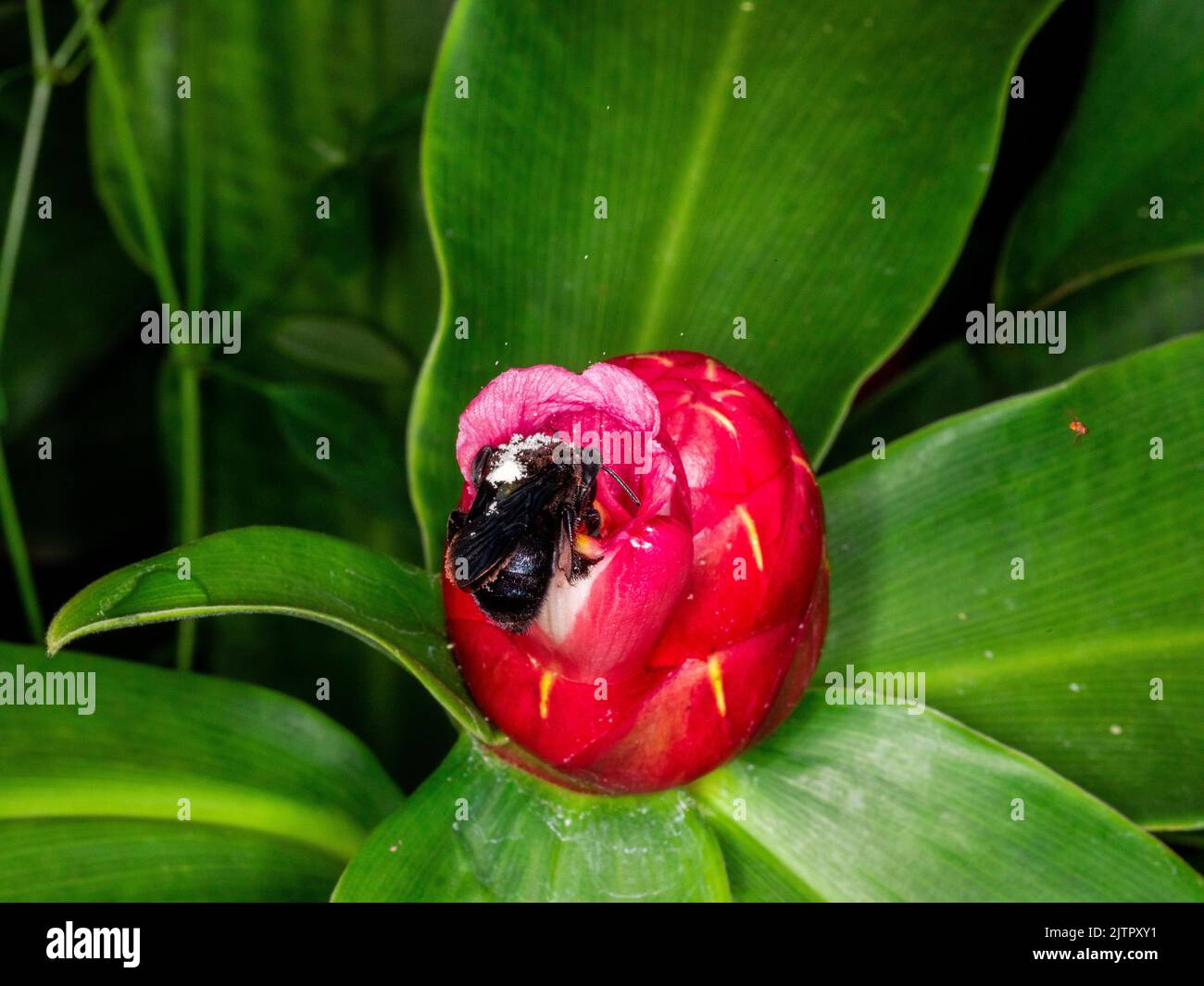 Macro photography of bumble (Bombus terrestris) pollinating flower ...