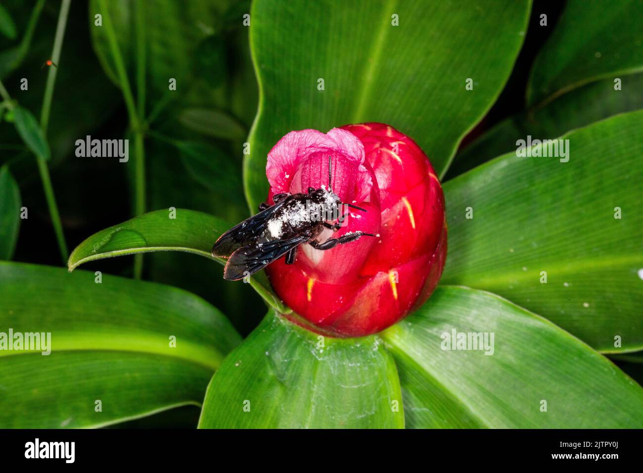 Macro photography of bumble (Bombus terrestris) pollinating flower ...