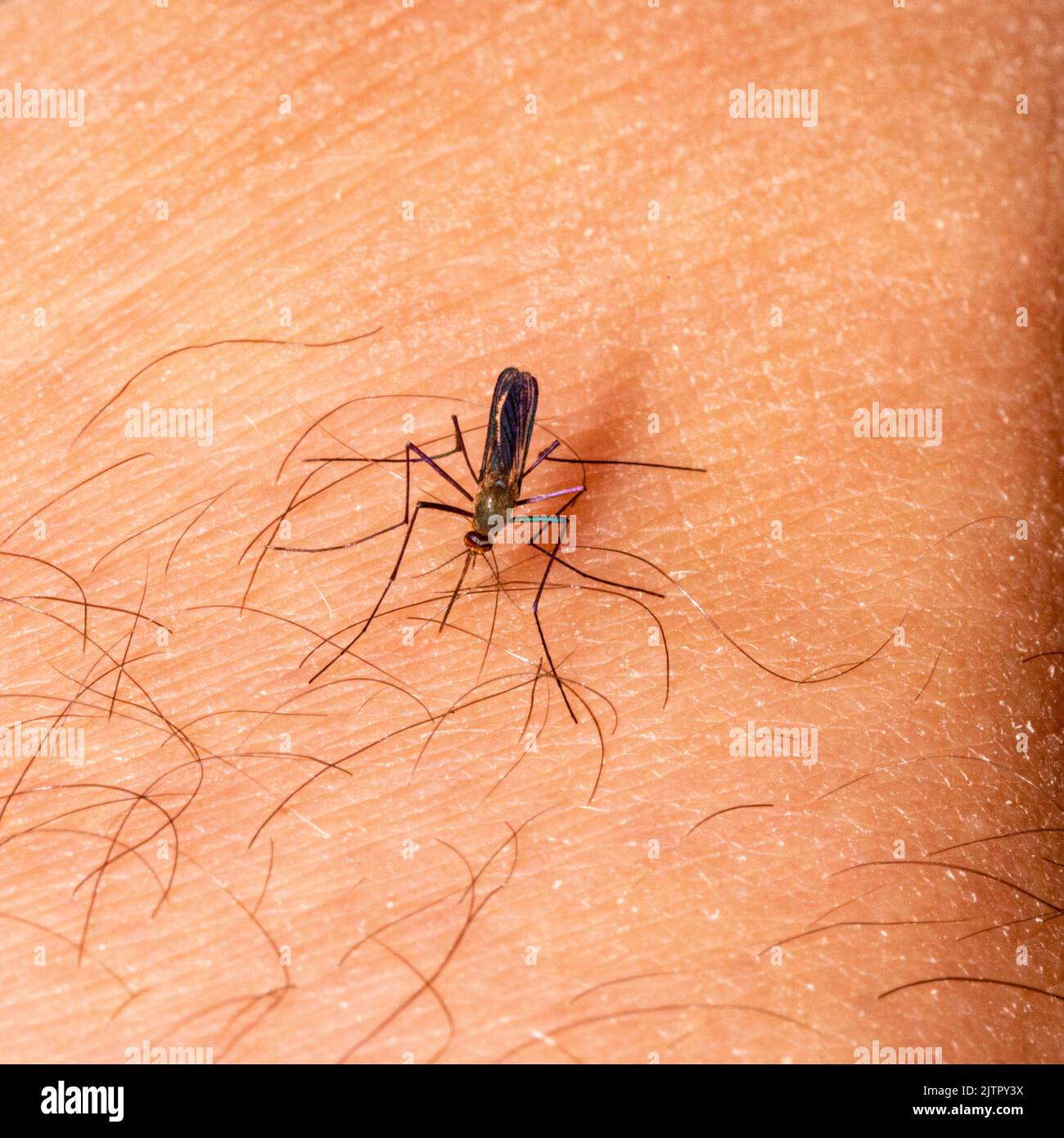 Gall gnat hi-res stock photography and images - Alamy