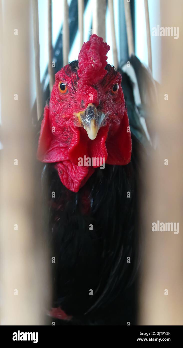 Head of rooster hi-res stock photography and images - Alamy