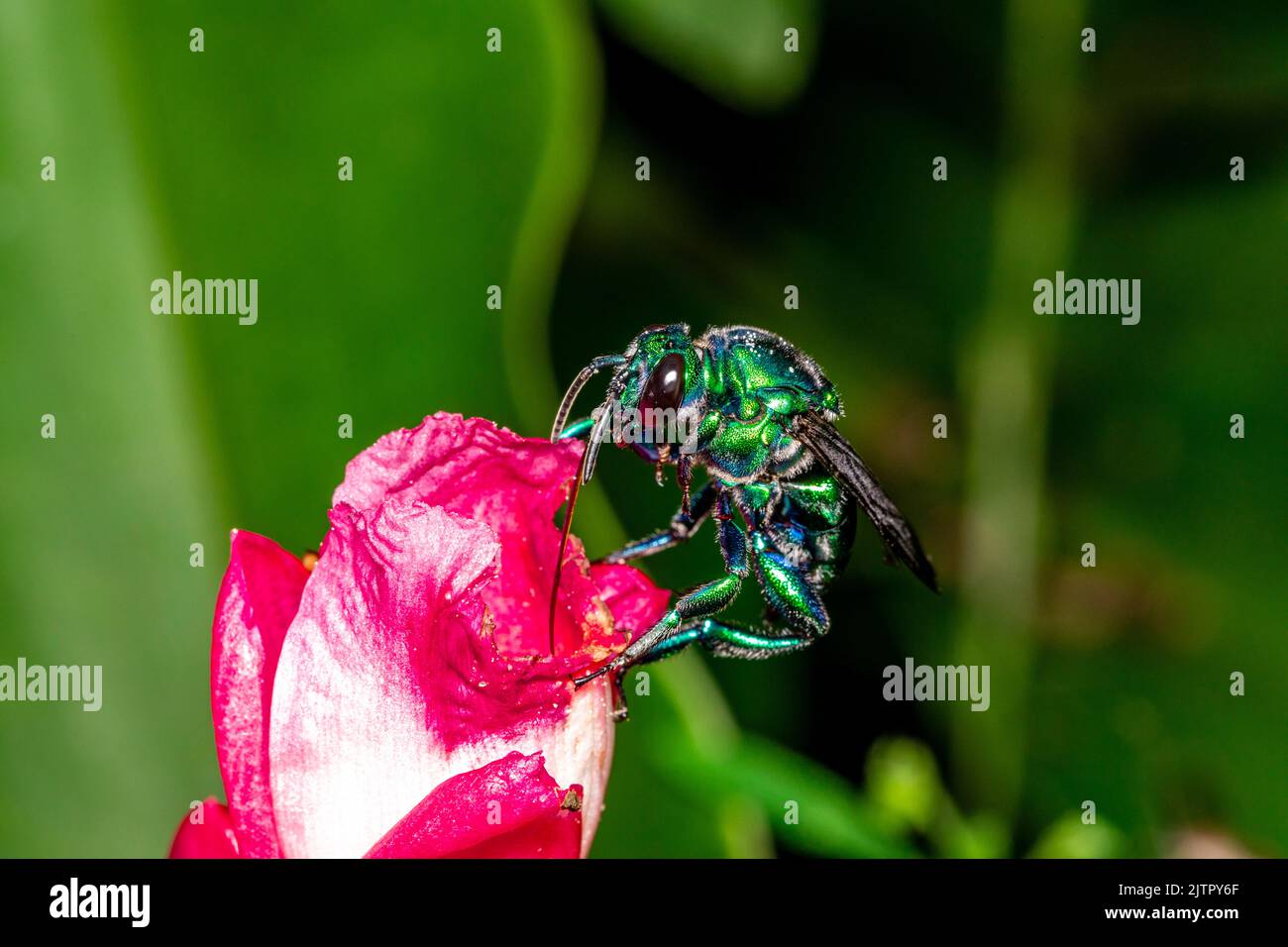 Colorful orchid bee or Exaerete on a red tropical flower. Amazing ...
