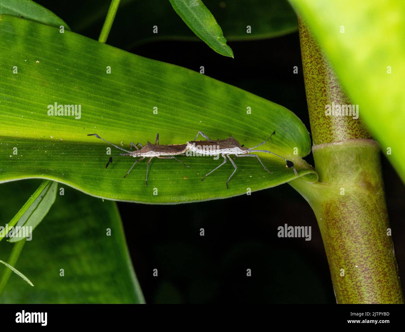 Macro photograph of a couple of insects Coreidae mating ( Catorhintha sp Stock Photo - Alamy