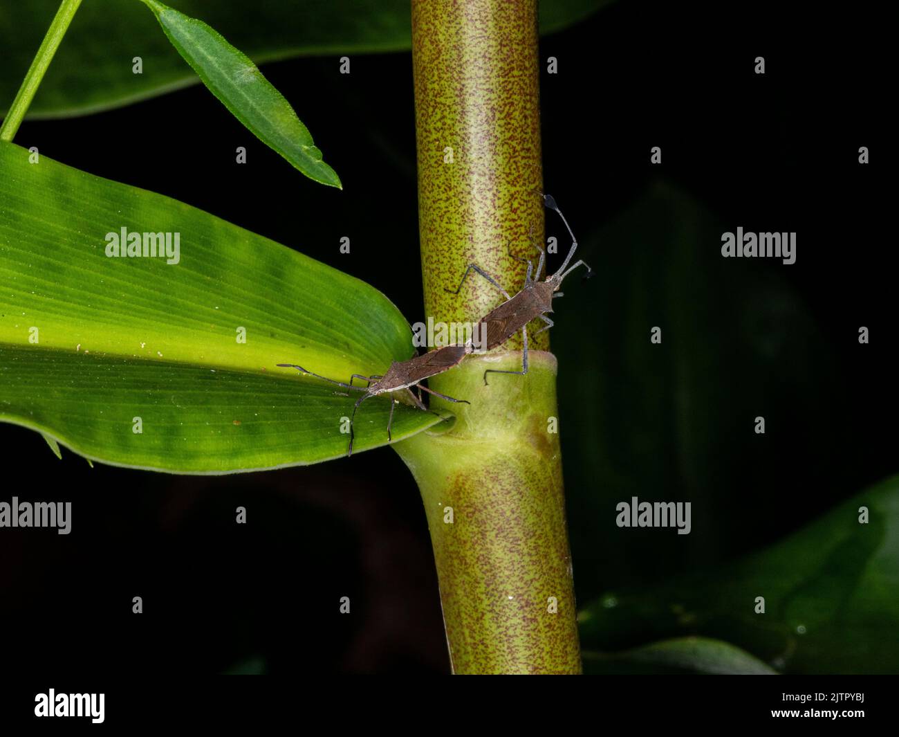Macro photograph of a couple of insects Coreidae mating ( Catorhintha ...
