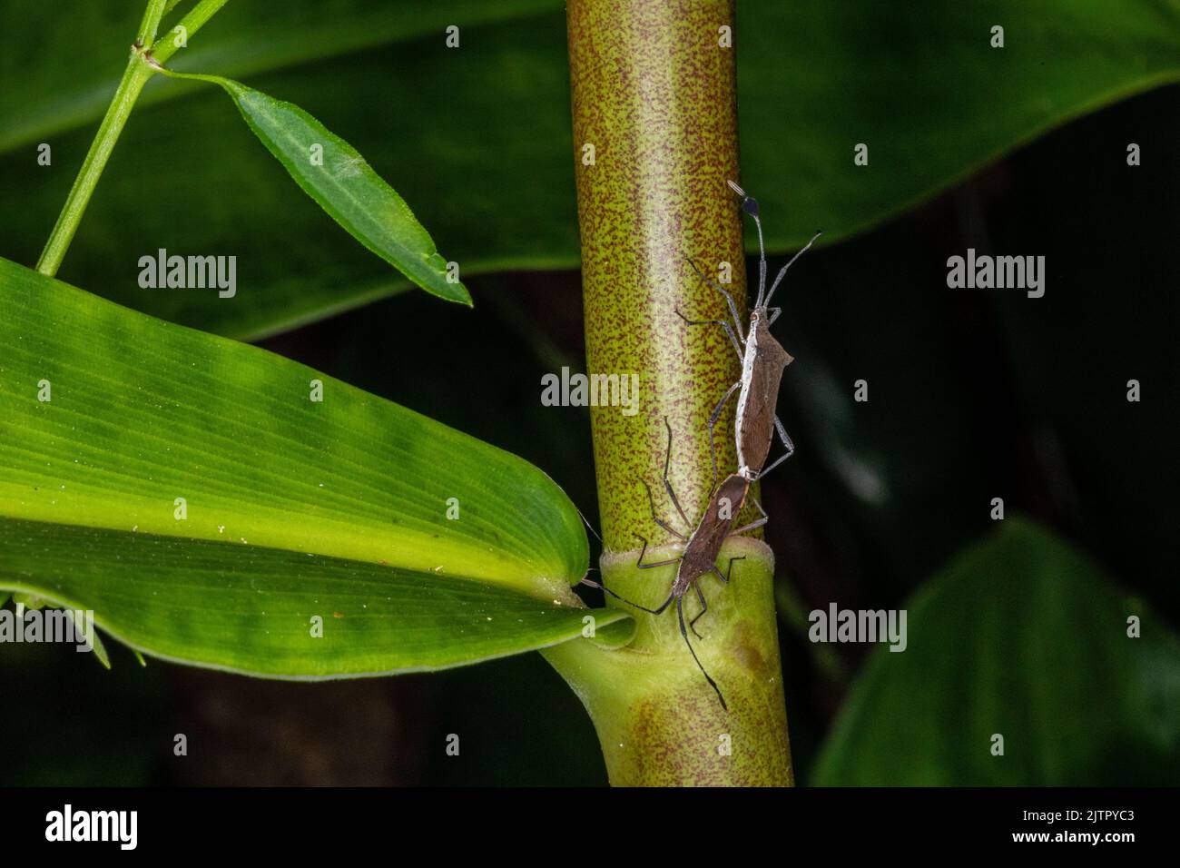 Macro photograph of a couple of insects Coreidae mating ( Catorhintha ...