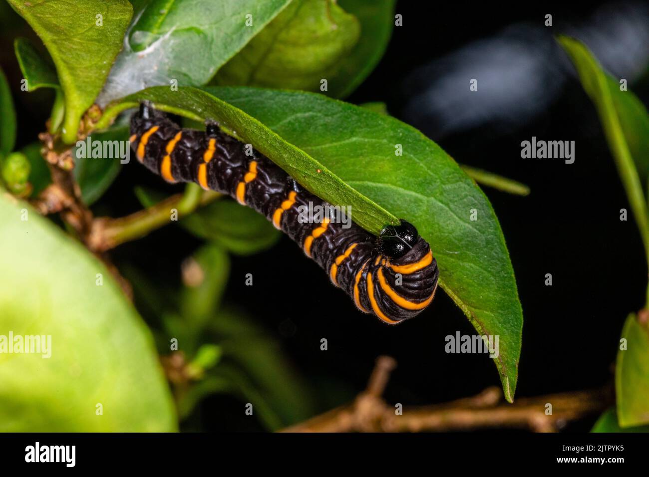 Beautiful form of a caterpillar hi-res stock photography and images - Alamy
