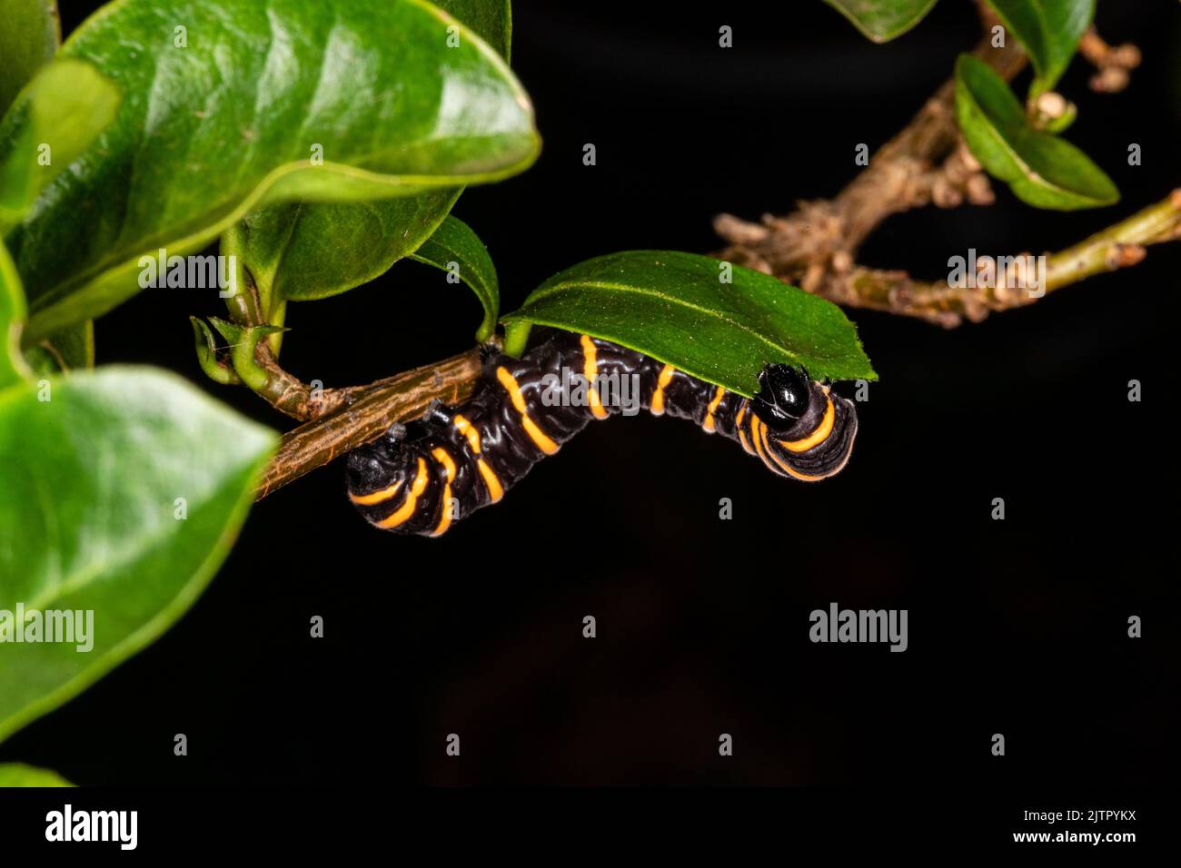Caterpillar eating leaves on a tree hi-res stock photography and images ...