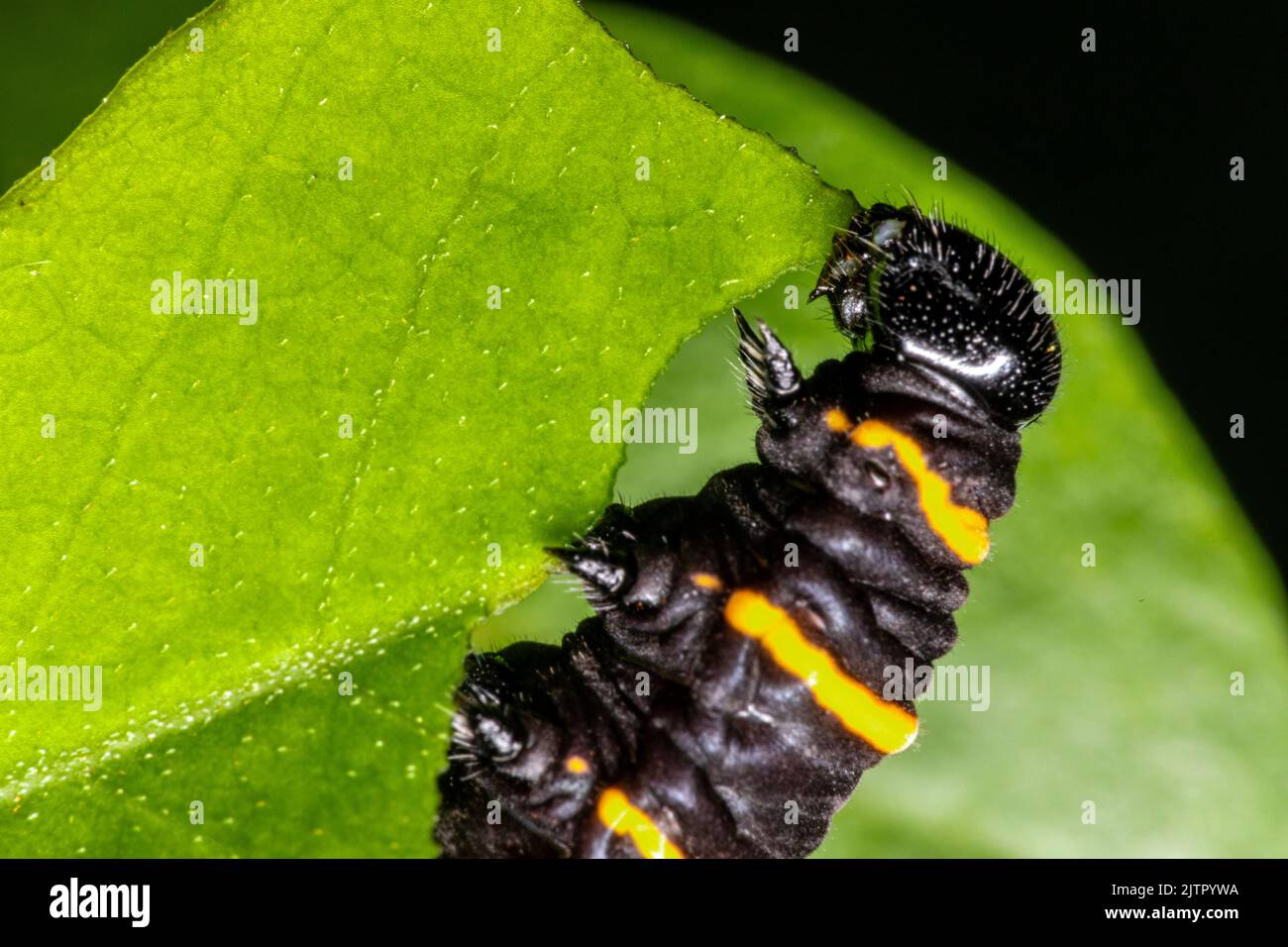 Caterpillar eating leaves on a tree hi-res stock photography and images ...