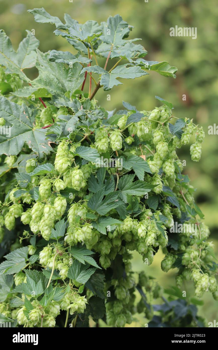Hops as a Green plant in an Ornamental garden Stock Photo - Alamy