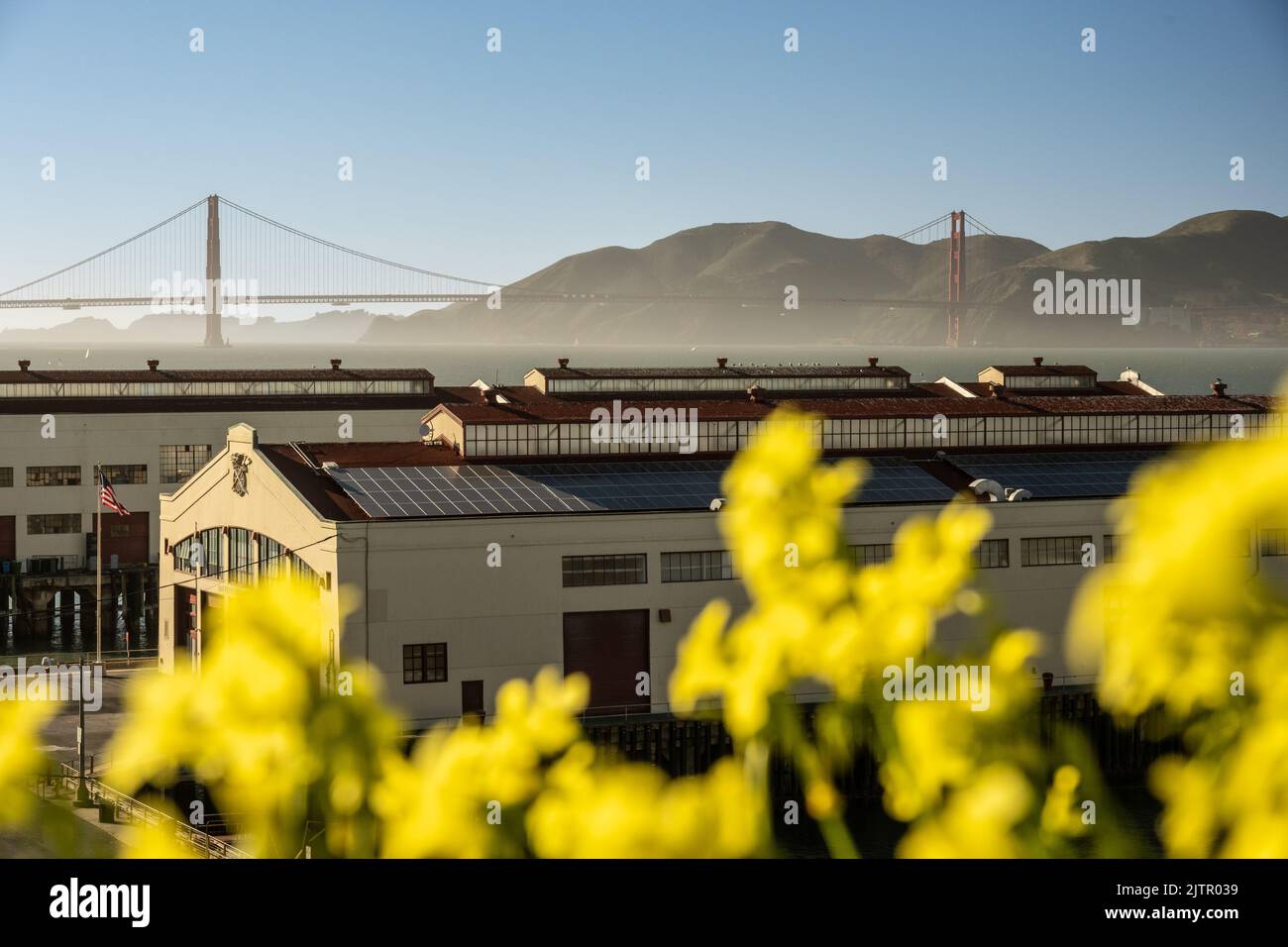 Flowers and Fort Mason Warehouses With The Golden Gate Bridge In the ...