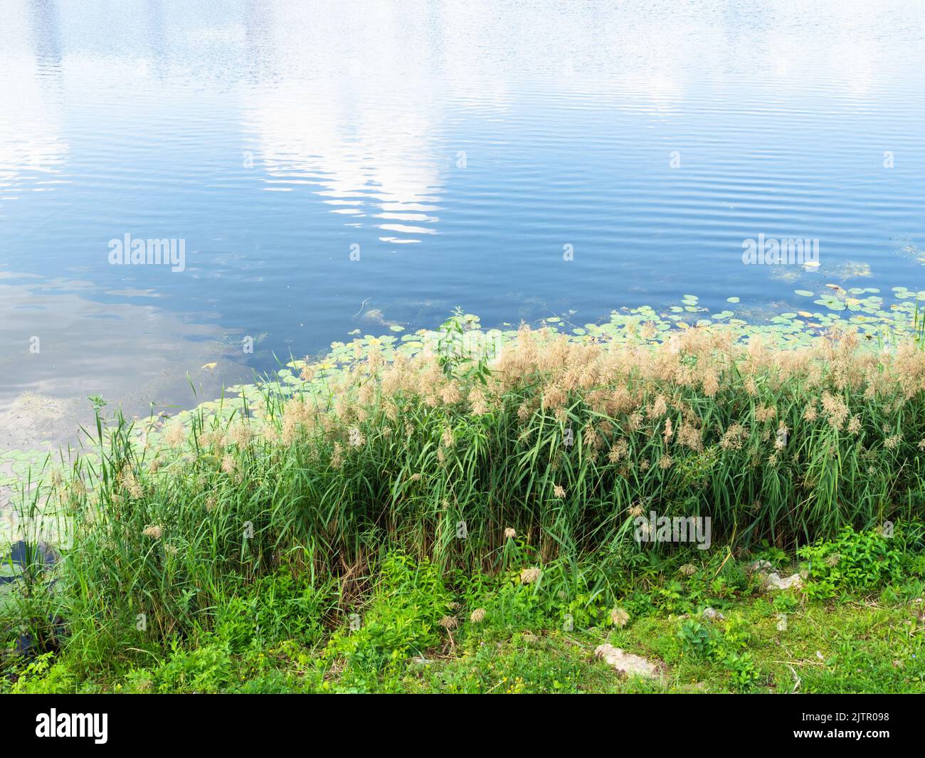 overgrown beach of Malaya Kokshaga river in center of Yoshkar-Ola city ...