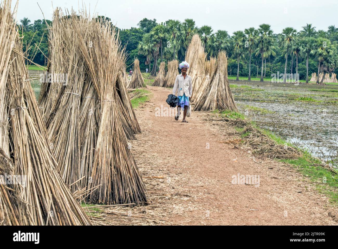 Jute sticks are being gathered in one place and dried. The reflection ...