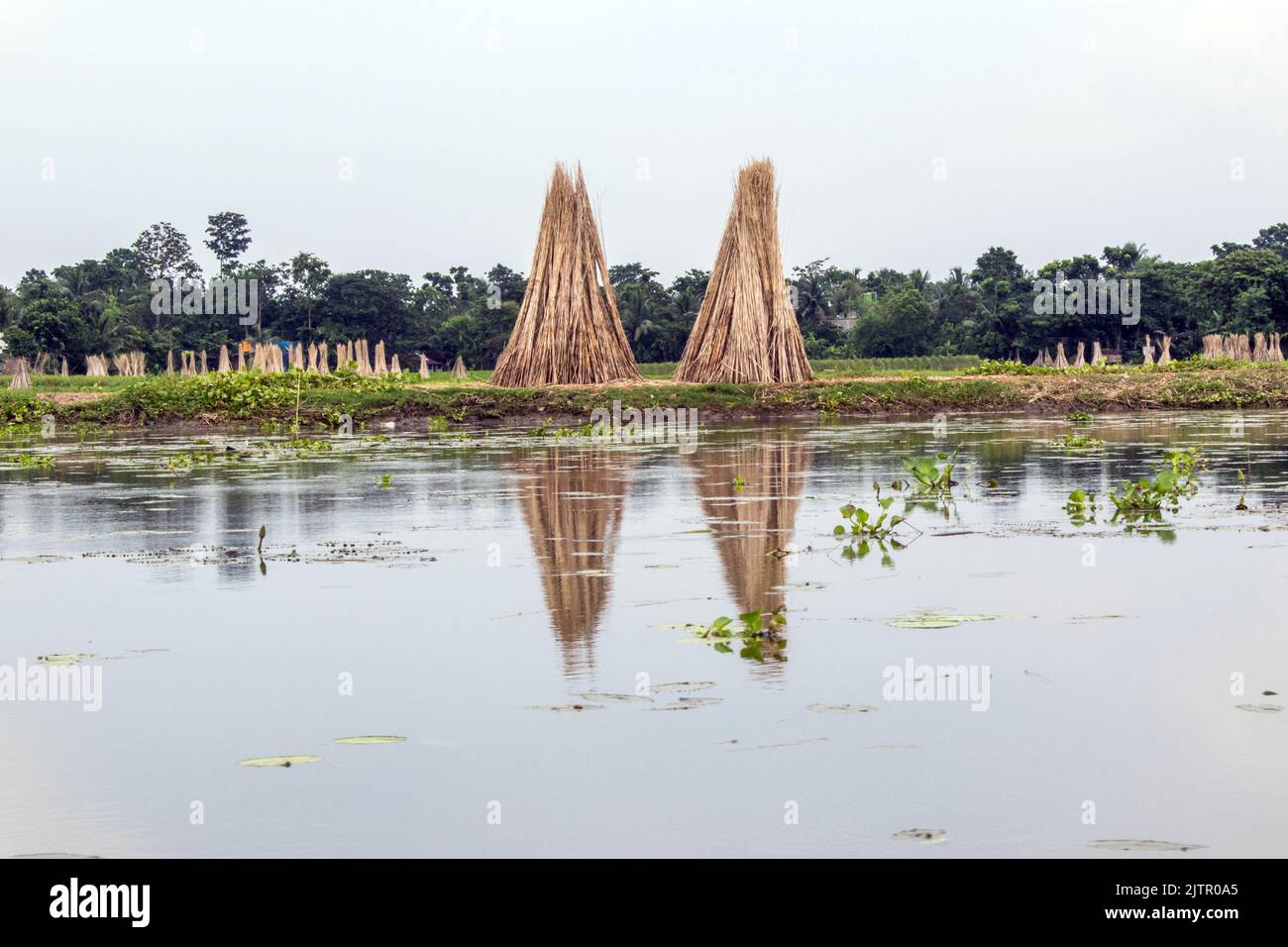 Jute sticks are being gathered in one place and dried. The reflection ...