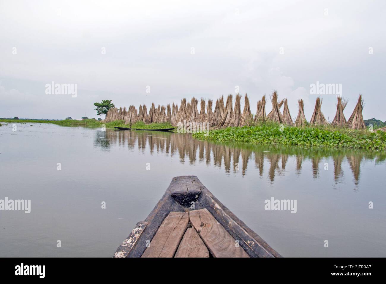 Jute sticks are being gathered in one place and dried. The reflection ...