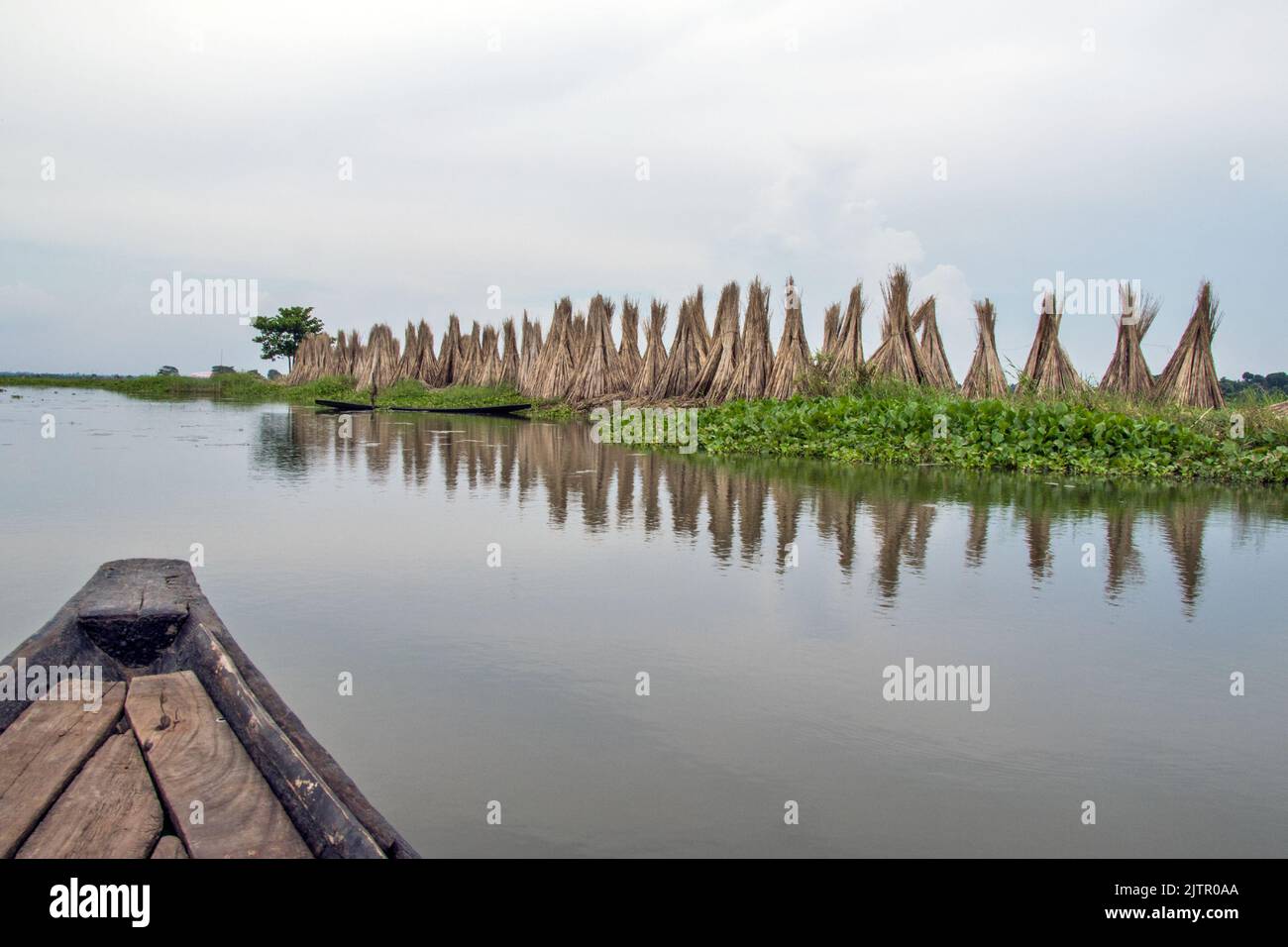 Jute sticks are being gathered in one place and dried. The reflection ...