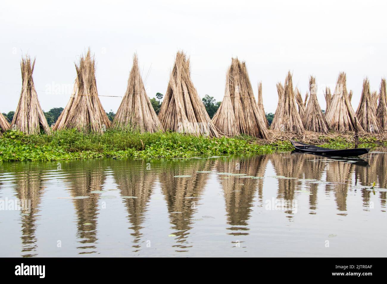 Jute sticks are being gathered in one place and dried. The reflection ...