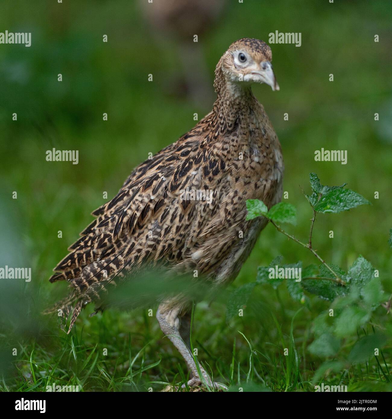 Full body young female hi-res stock photography and images - Alamy