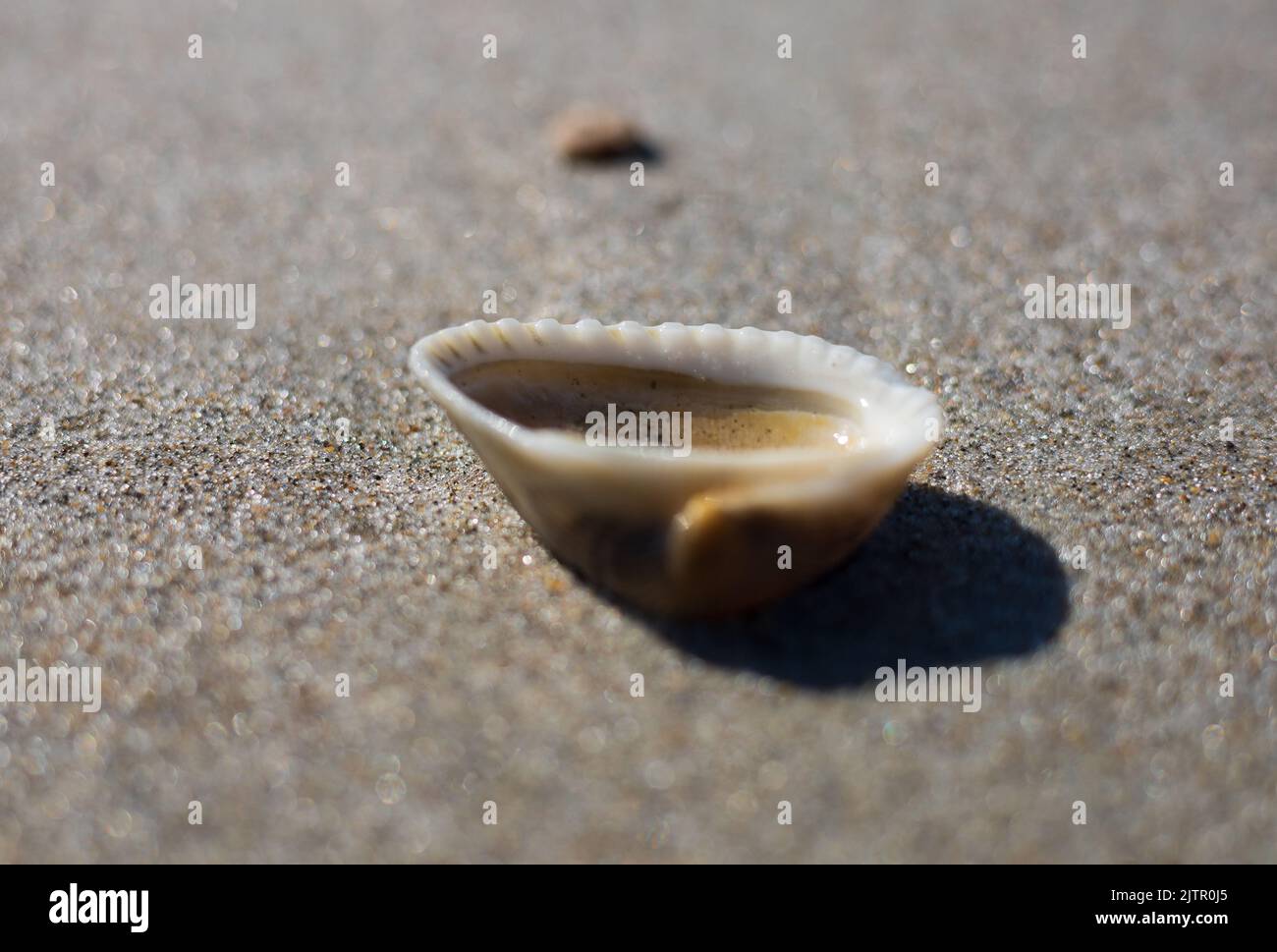 Water filled shell hi-res stock photography and images - Alamy