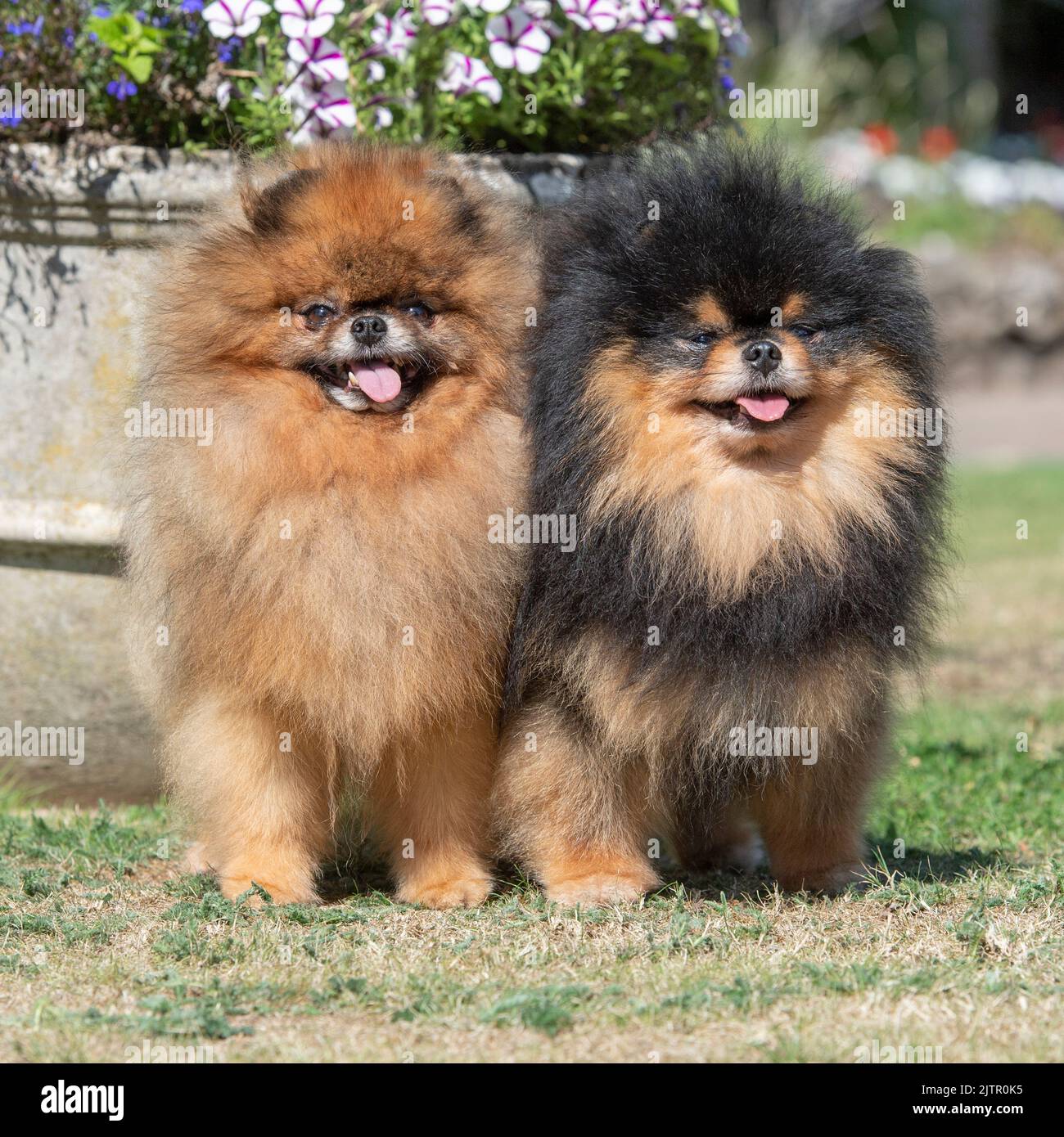 red, and Black and tan Pomeranian Dogs Stock Photo - Alamy