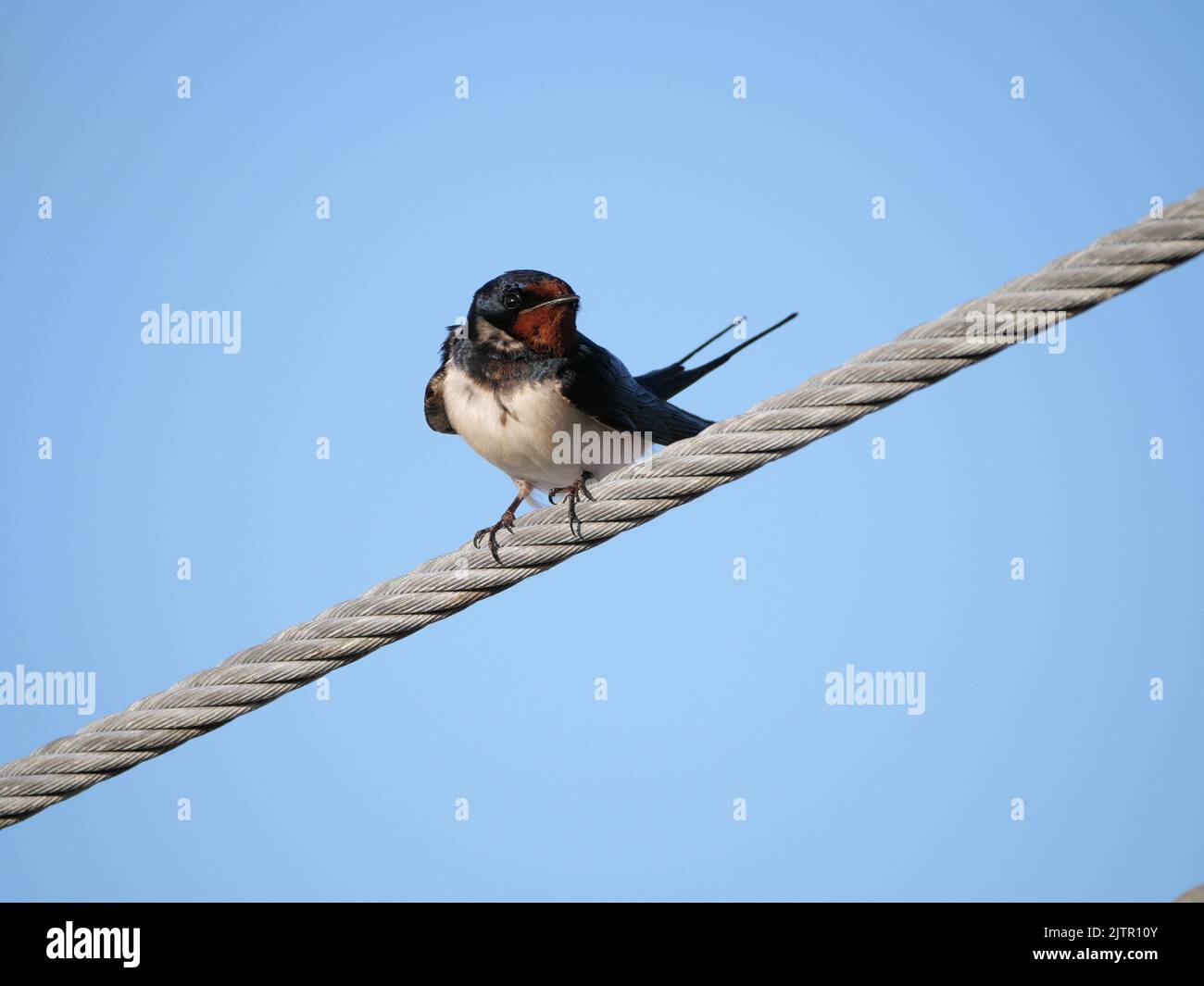A male barn swallow, Hirundo rustica, sitting on a stainless steel wire ...