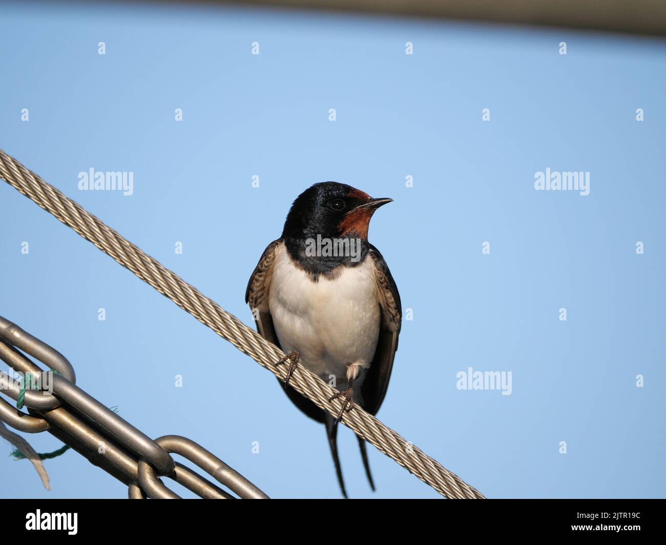 A male barn swallow, Hirundo rustica, sitting on a stainless steel wire ...
