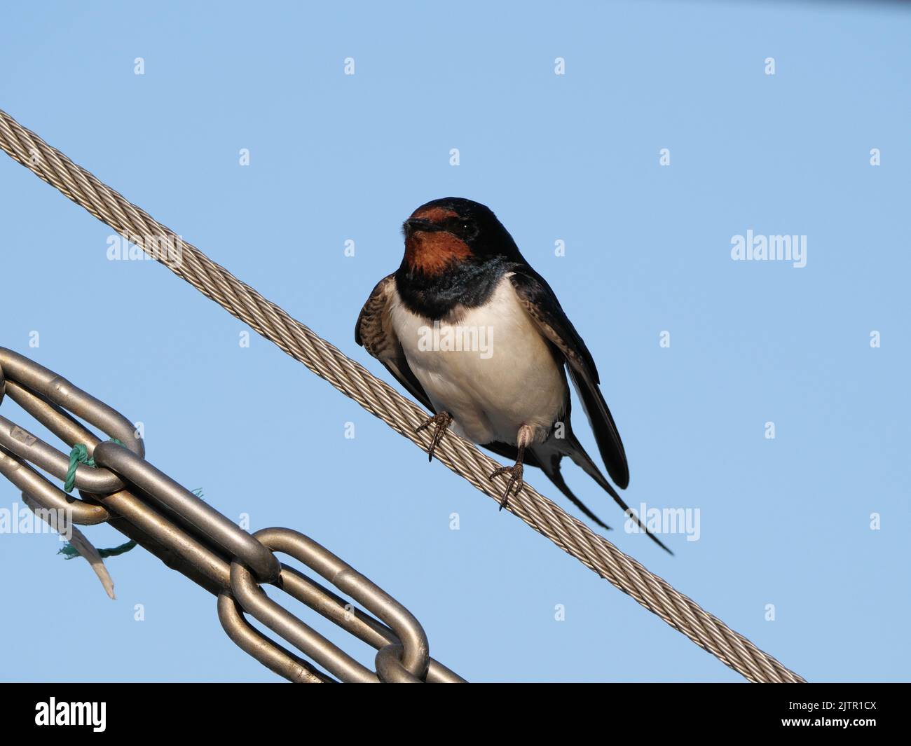 A male barn swallow, Hirundo rustica, sitting on a stainless steel wire ...