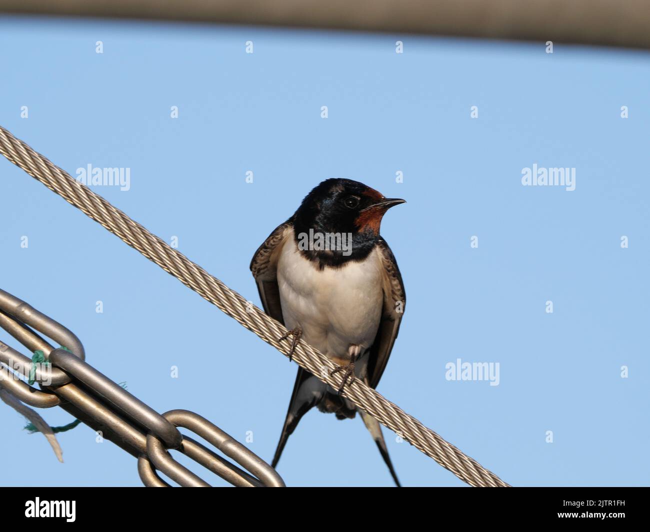 A male barn swallow, Hirundo rustica, sitting on a stainless steel wire ...