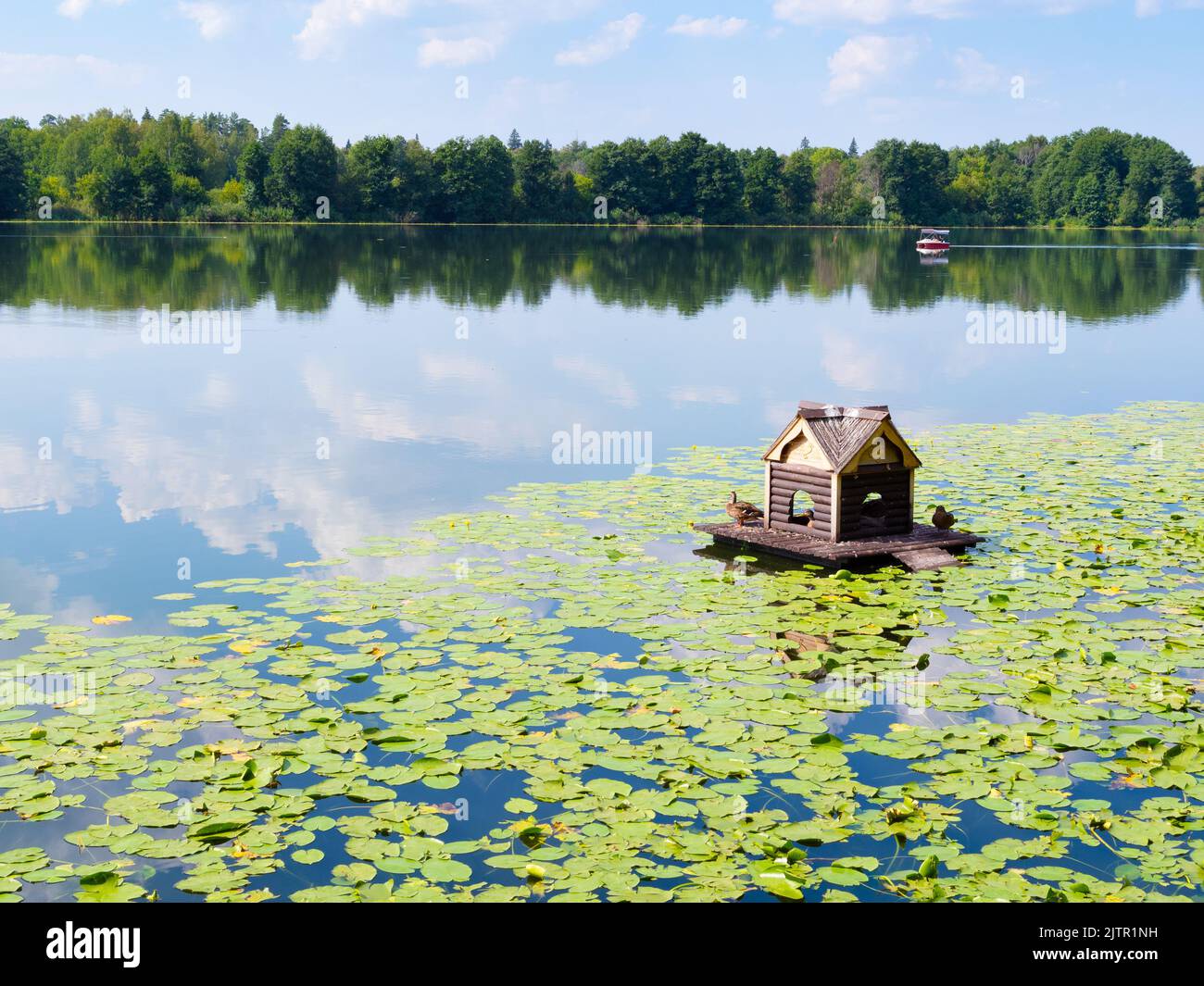 wooden floating duck house in forest lake overgrown by water lilies ...