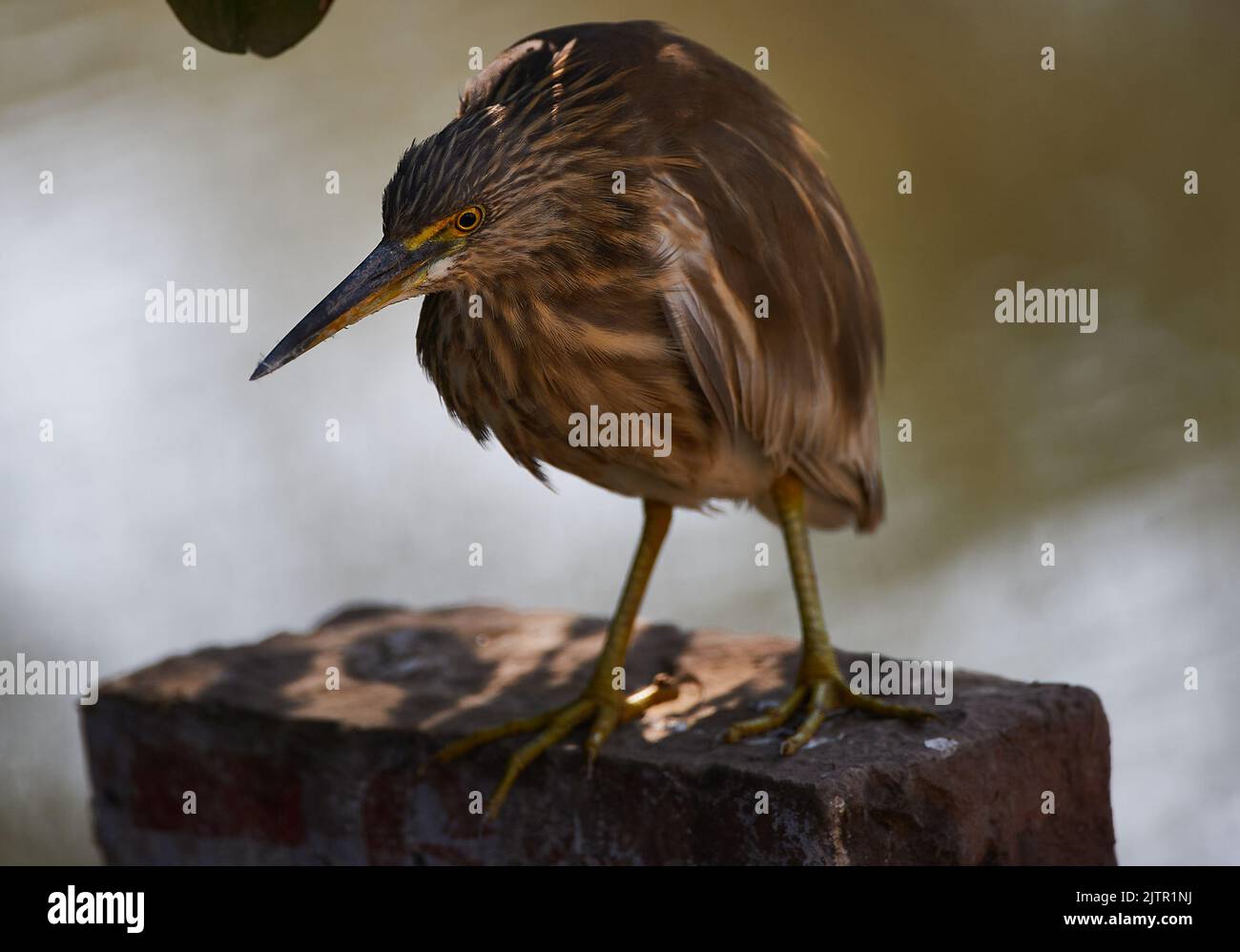 Pond Heron. Keoladeo National Park, India Stock Photo - Alamy
