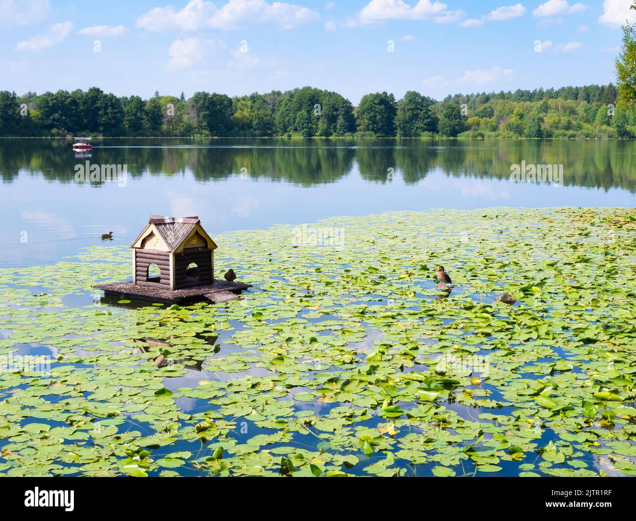 ducks and wooden floating duck house between water lilies in forest ...