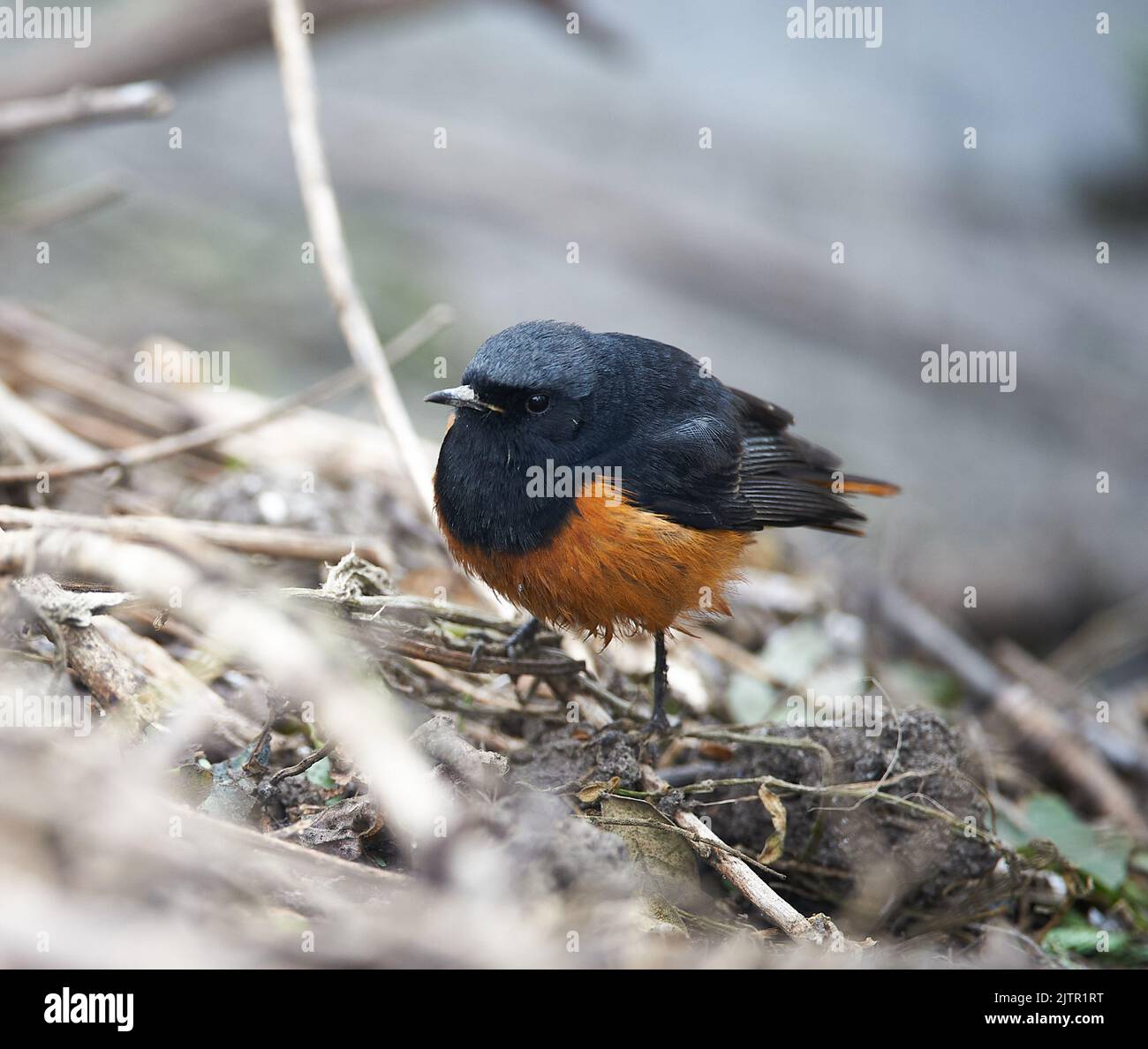 Red start bird hi-res stock photography and images - Alamy