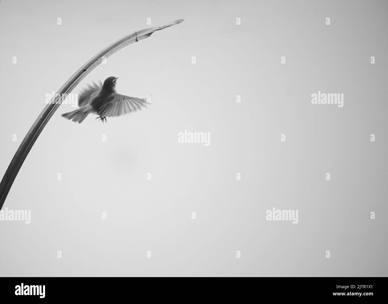Small bird flying and grass blade. Keoladeo National Park, India Stock ...