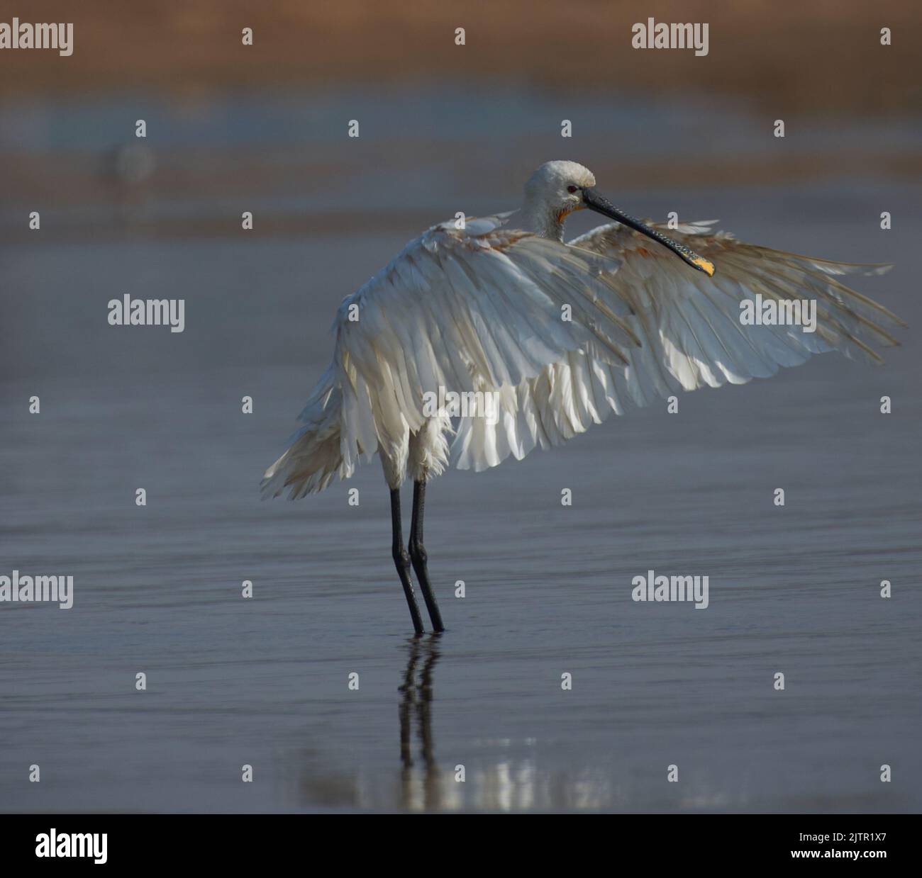 Spoon bill wing spread hi-res stock photography and images - Alamy