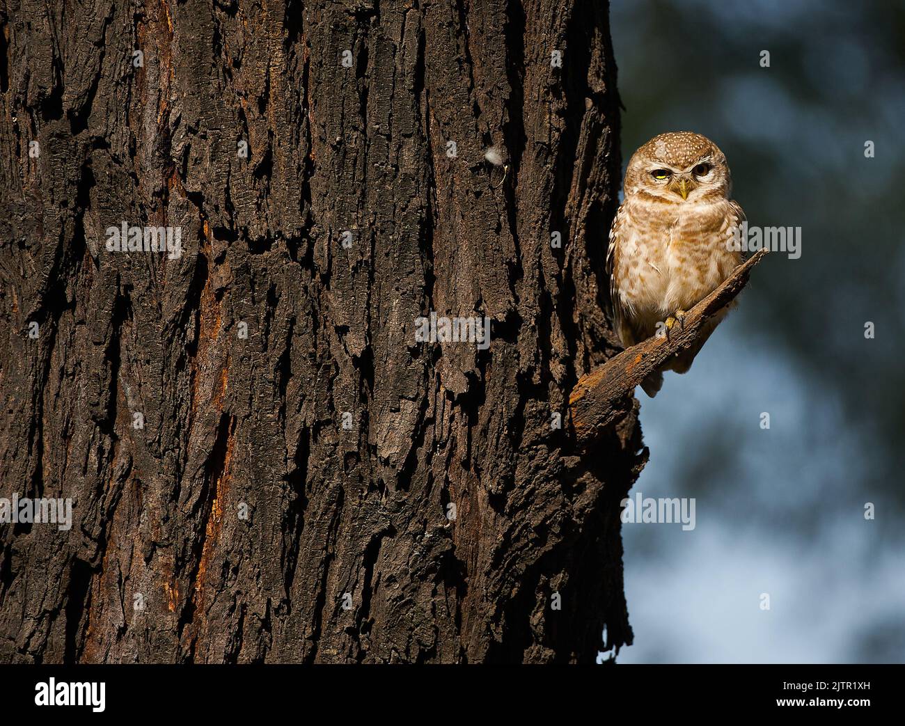 Spotted Owlet on Tree. Keoladeo National Park, India Stock Photo - Alamy