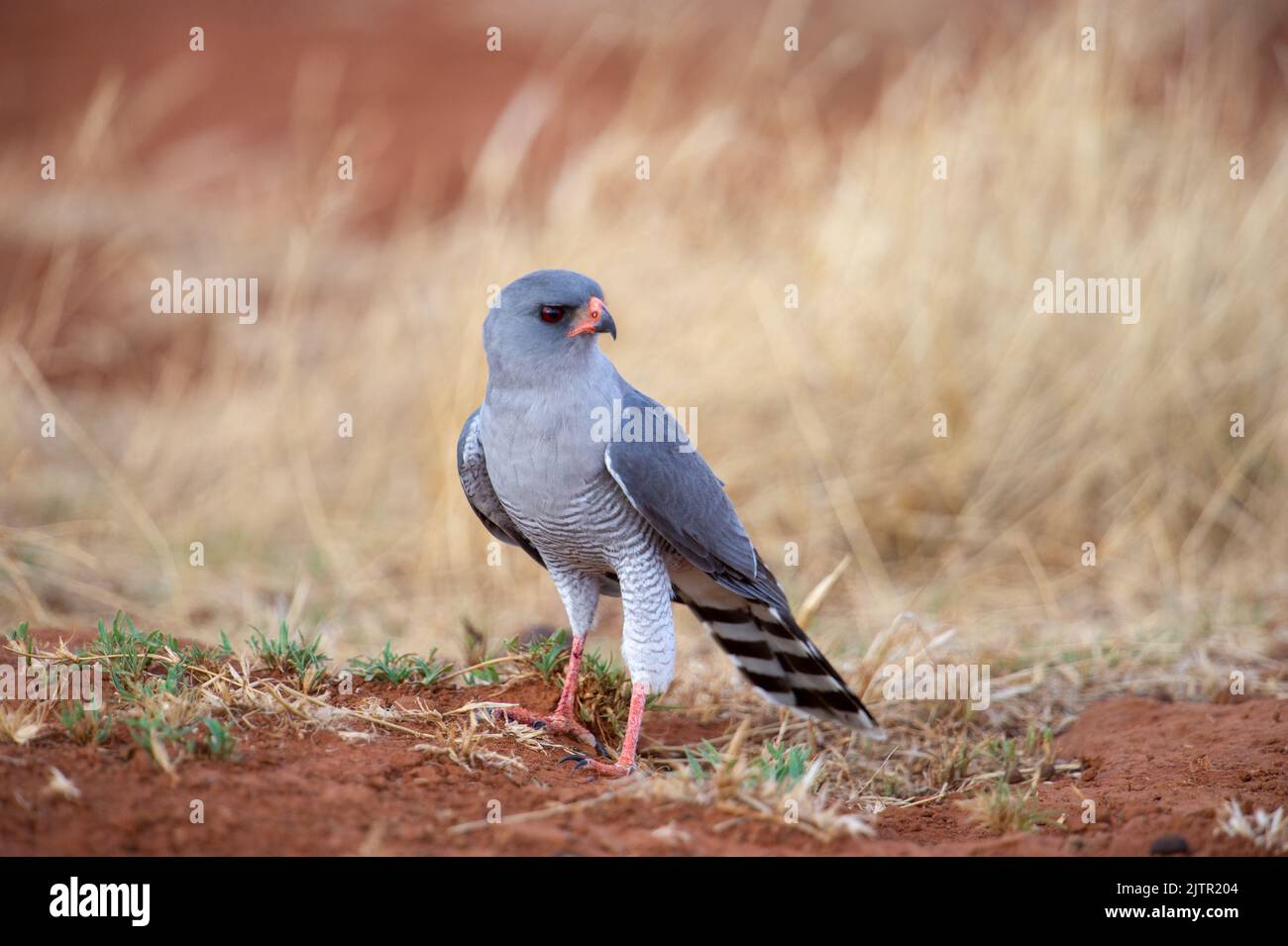 Gabar Goshawk ( Melierax gabar) Mokala National Park, South Africa ...
