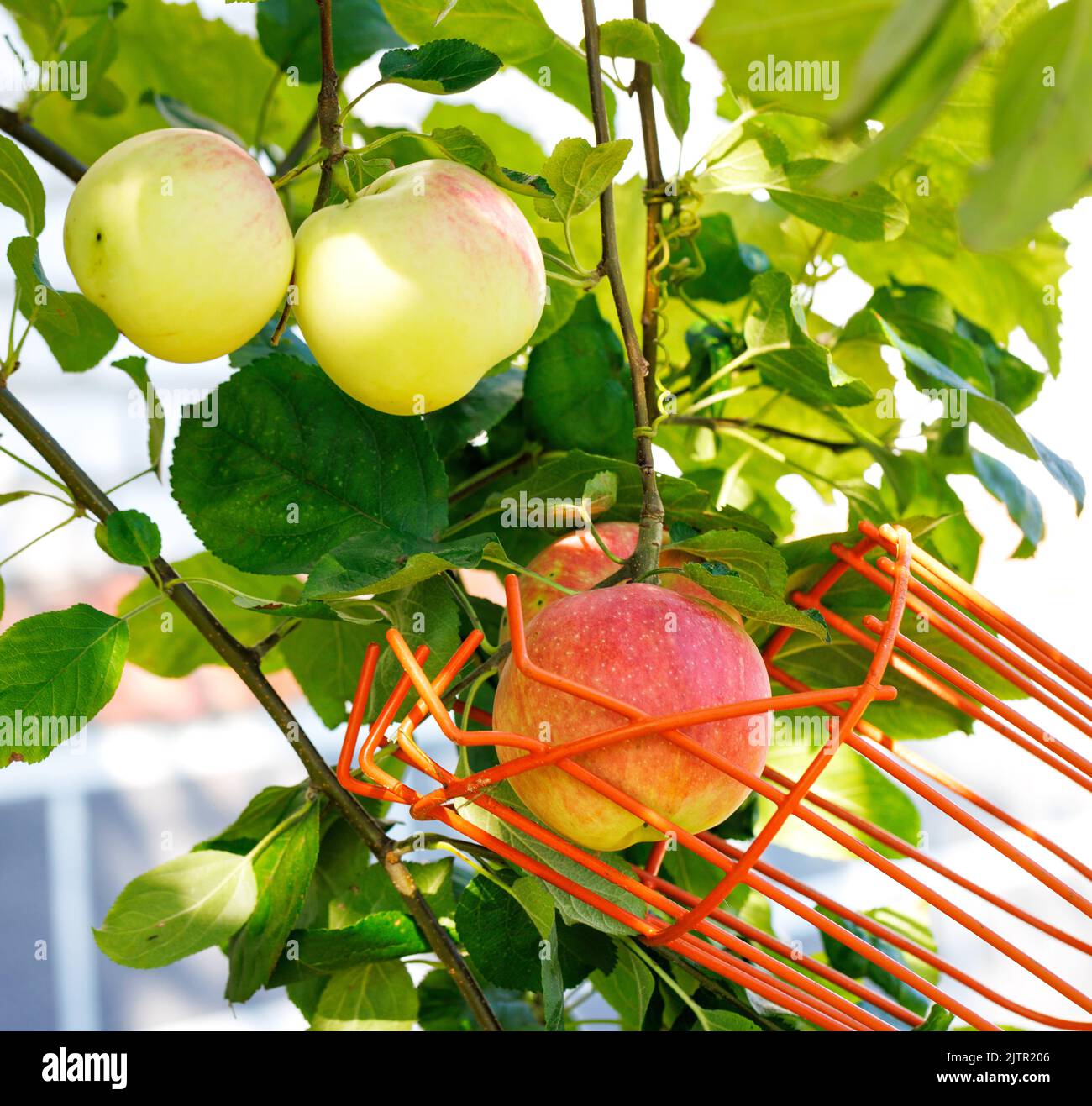 Summer fruit picker hi-res stock photography and images - Alamy