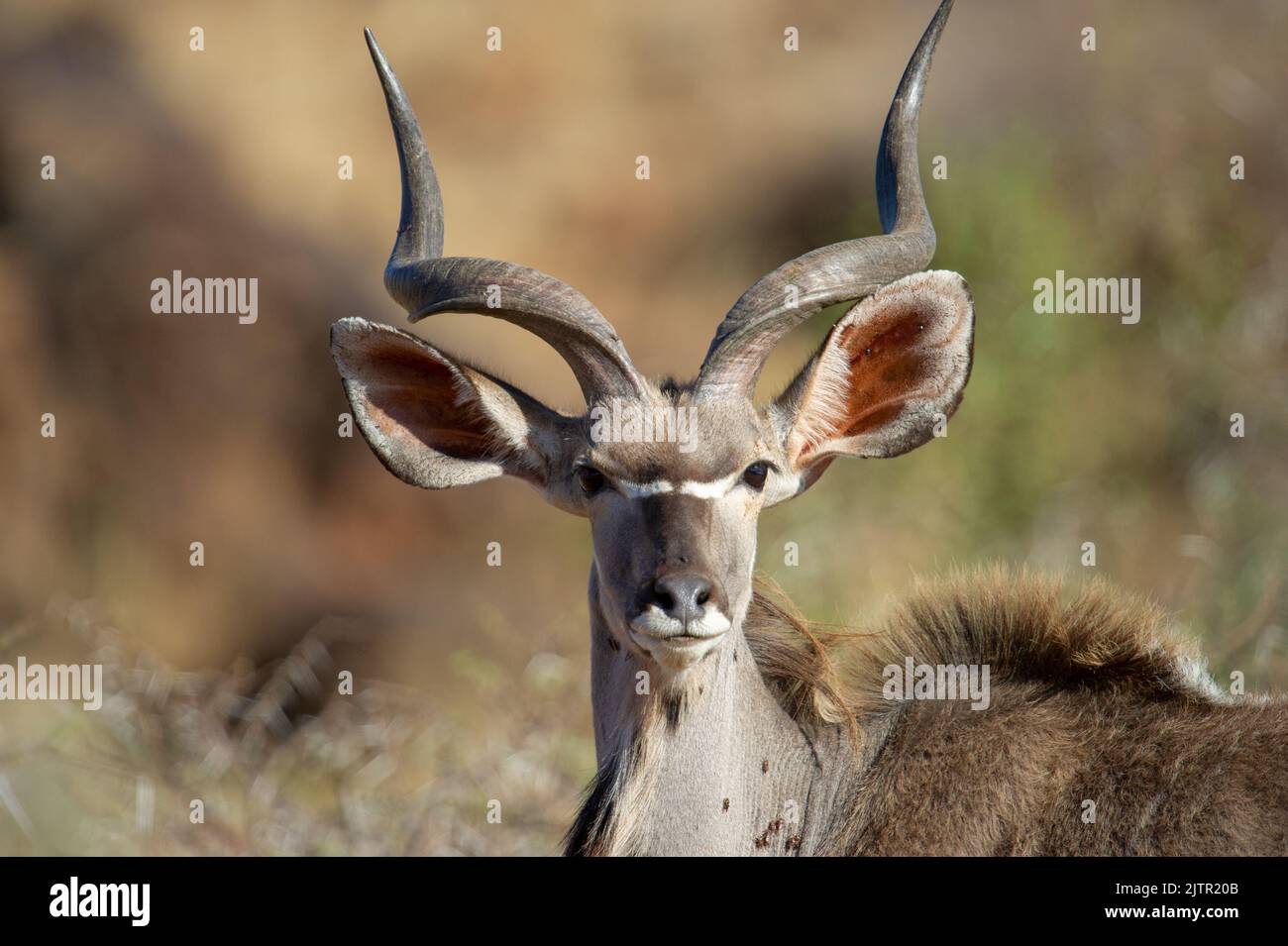 Kudu ( Tragelaphus strepsiceros) Mokala National Park, South Africa ...
