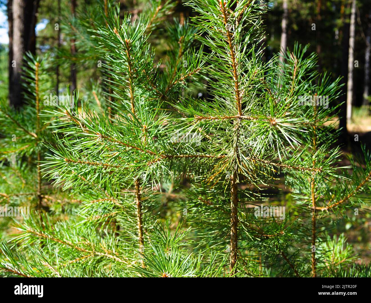 Green young pine trees hi-res stock photography and images - Alamy